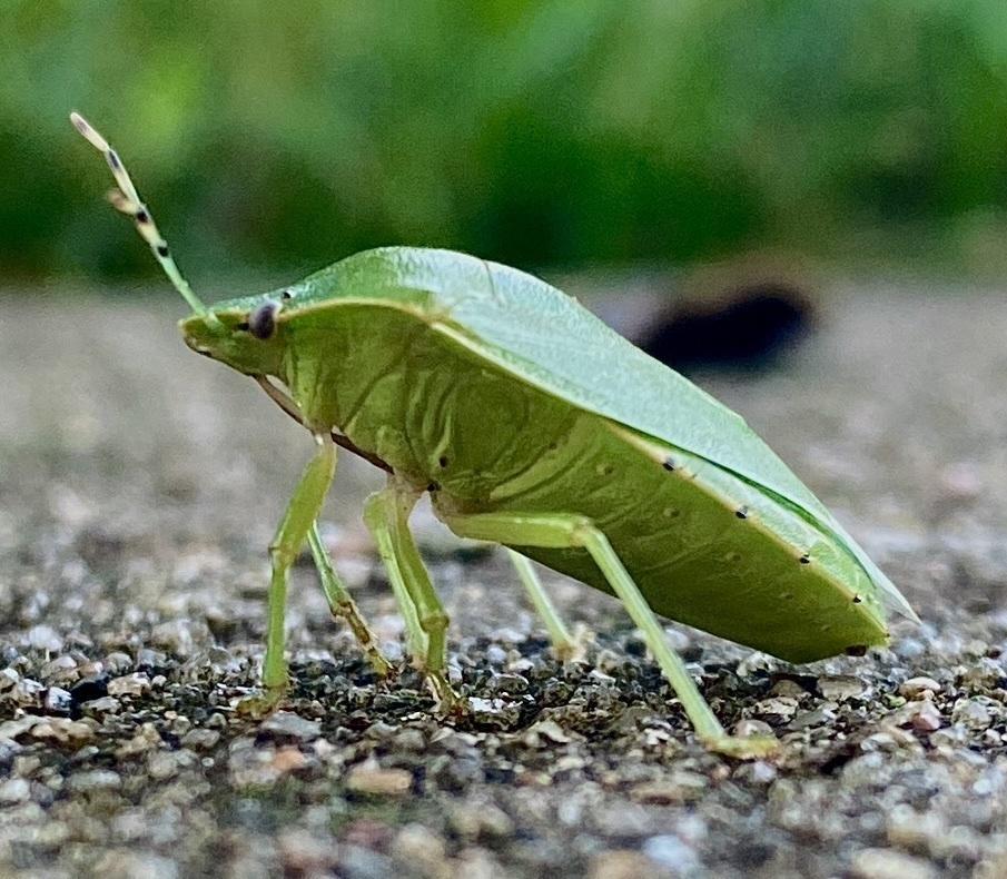 Green Stink Bug from N Washington Ave, Fayetteville, AR, US on August ...