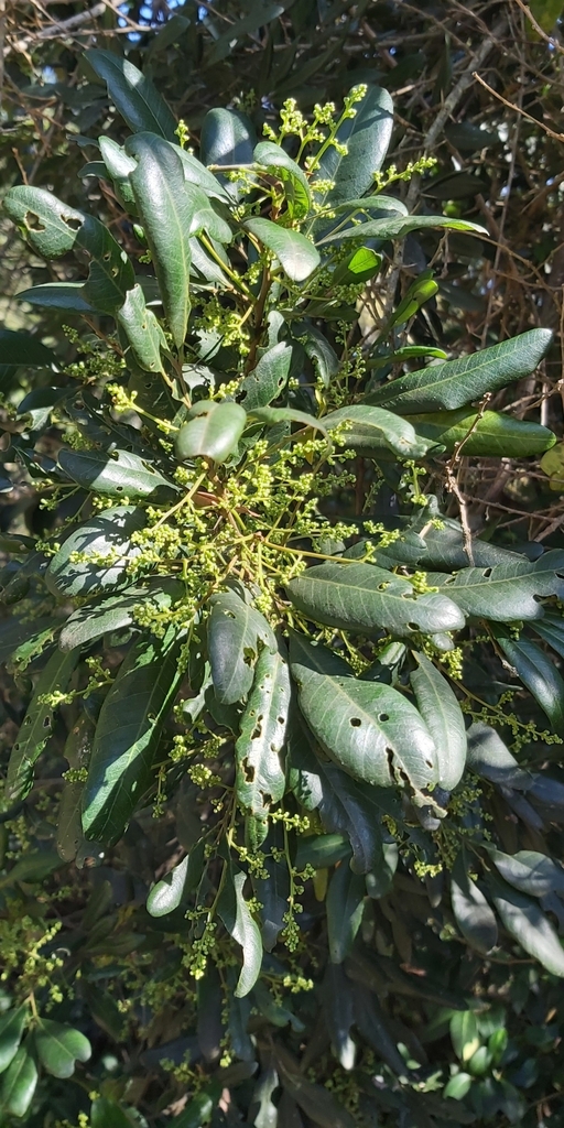 Guioa in August 2023 by KDendle. Guioa coming into flower · iNaturalist