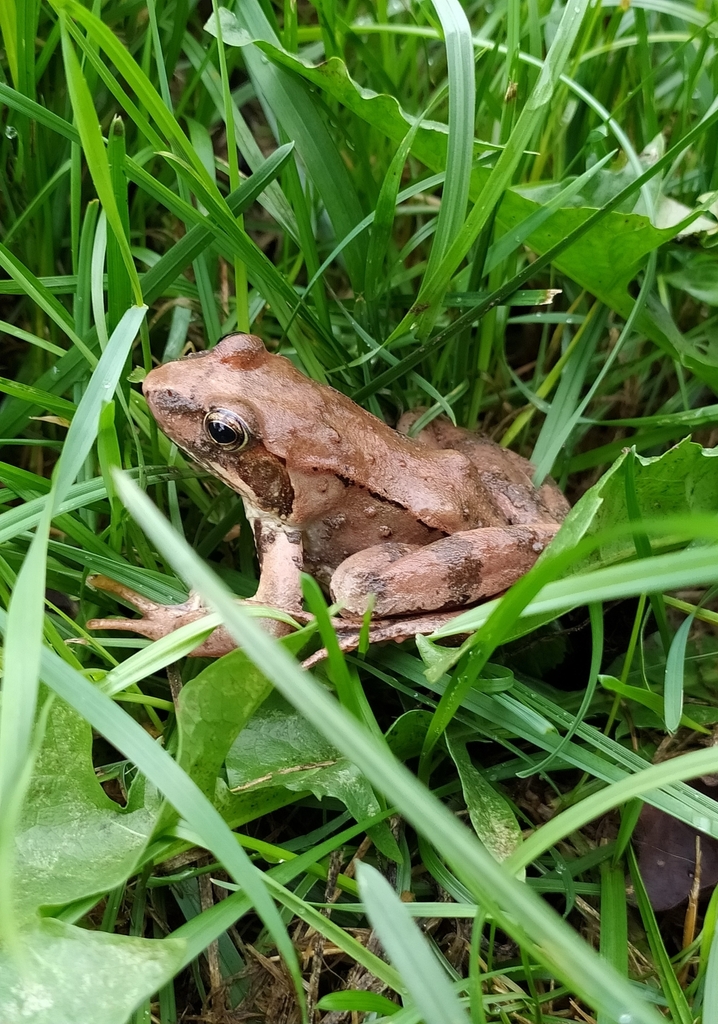 Agile Frog from Sošice, Croazia on August 31, 2023 at 09:15 AM by ...