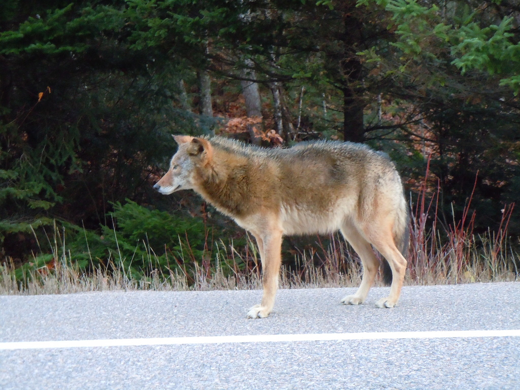 Eastern Wolf from Nipissing District, ON, Canada on October 21, 2014 at ...