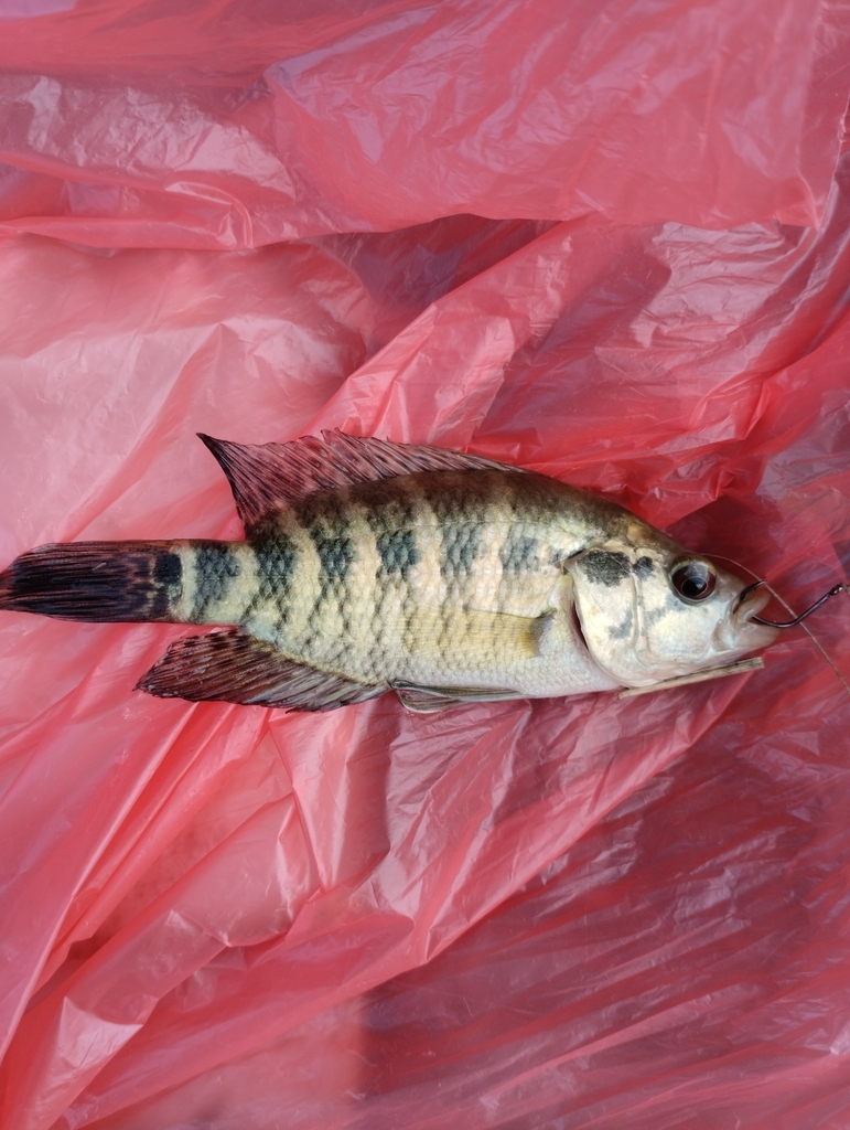 Jaguar Guapote from 47000, Selangor, Malaysia on August 31, 2023 at 05: ...