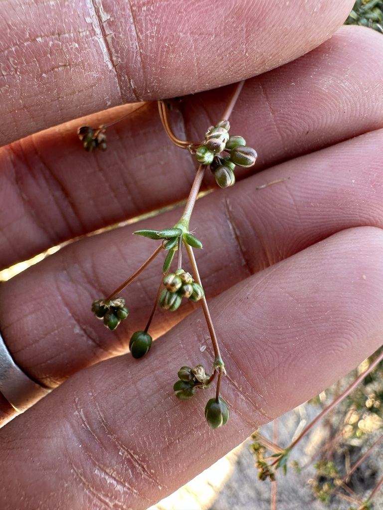 Pale Spookasem in August 2023 by Hafeez Sonday · iNaturalist