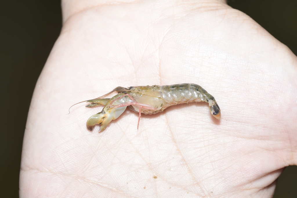 Snapping Shrimps from 北海紫霞湾 on August 3, 2023 at 08:54 AM by rhinolin ...
