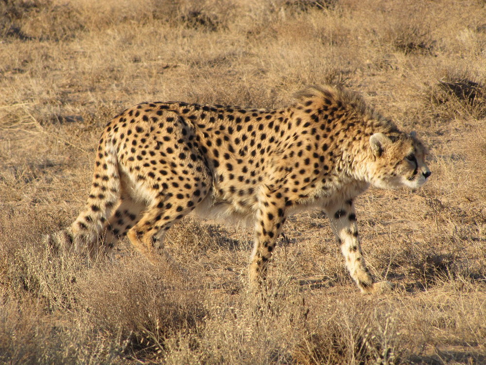 Asian Cheetah (Acinonyx jubatus venaticus) - Know Your Mammals