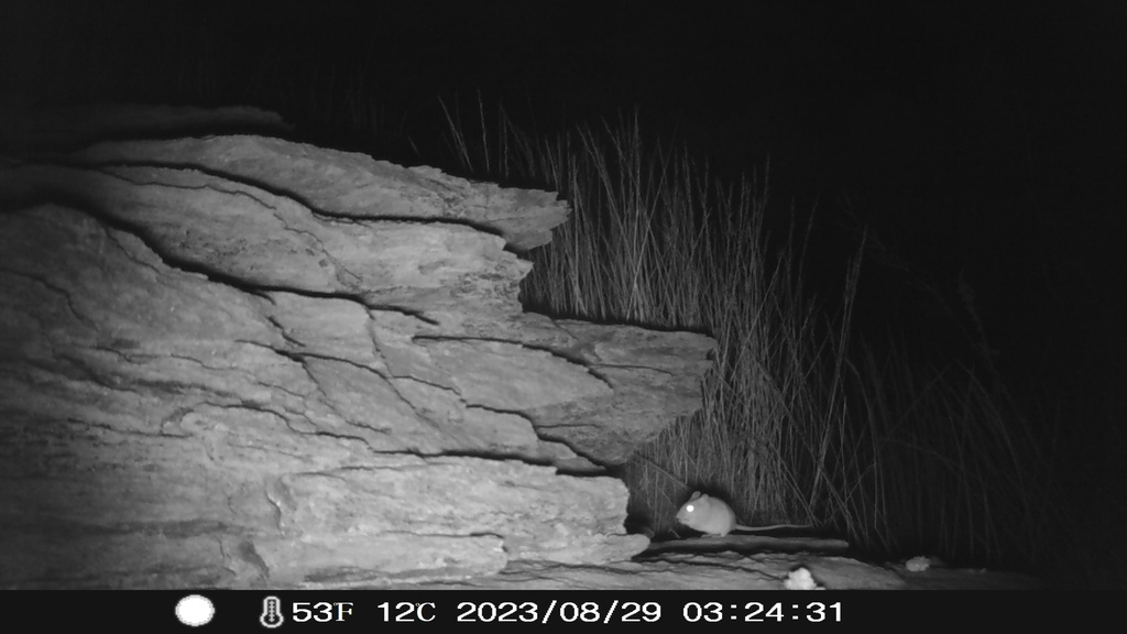 Common Rock Rat from Desert Queen Baths on August 29, 2023 at 03:24 AM ...