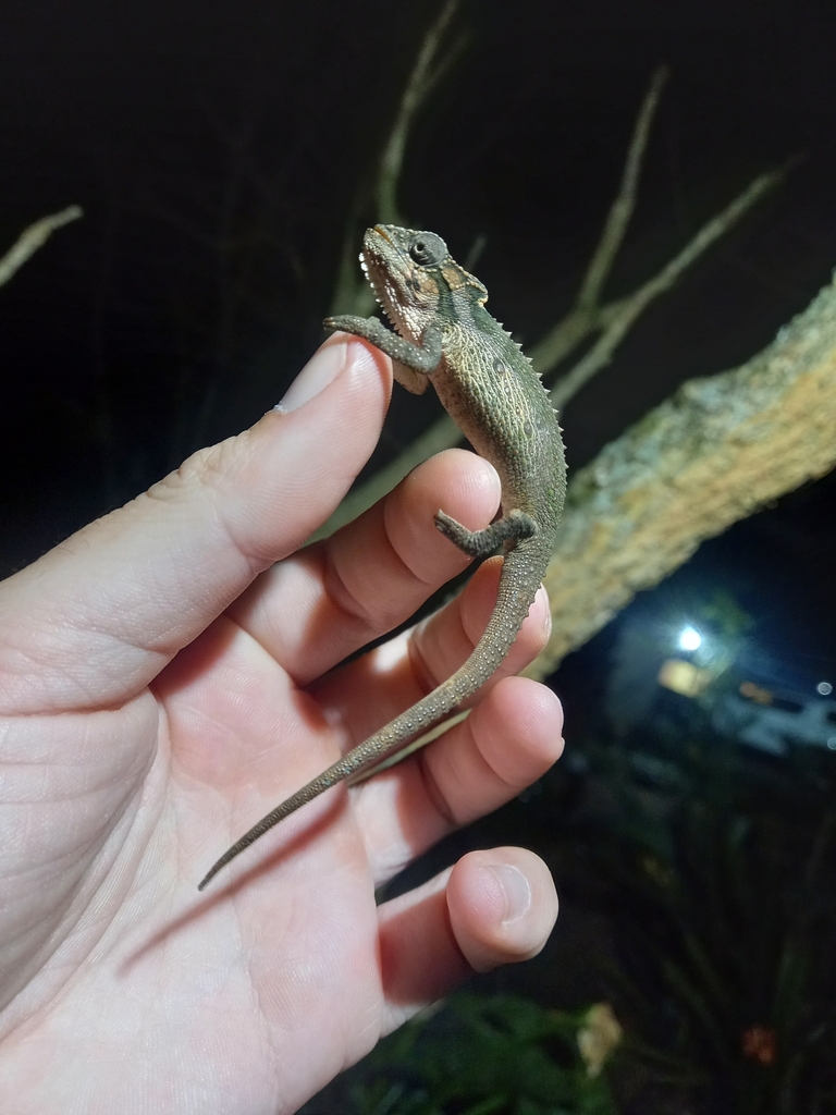 Natal Midland Dwarf Chamaeleon in August 2023 by buggsbalmer · iNaturalist