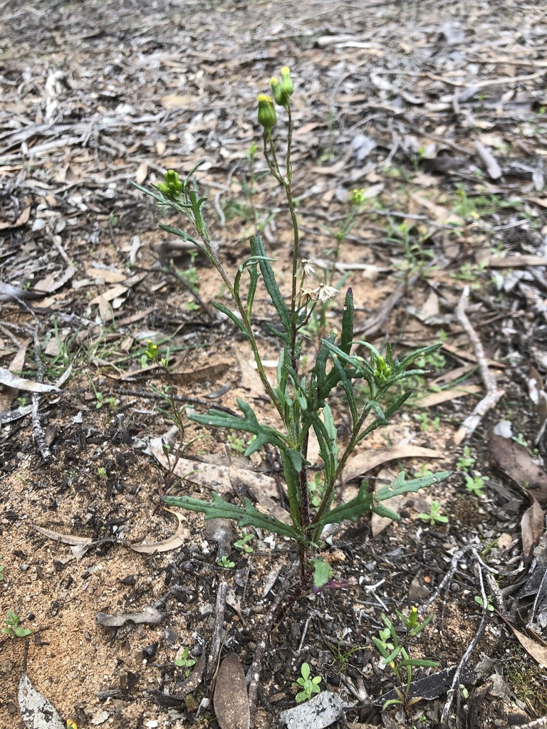 Variable Groundsel from Ngarkat SA 5302, Australia on August 31, 2023 ...