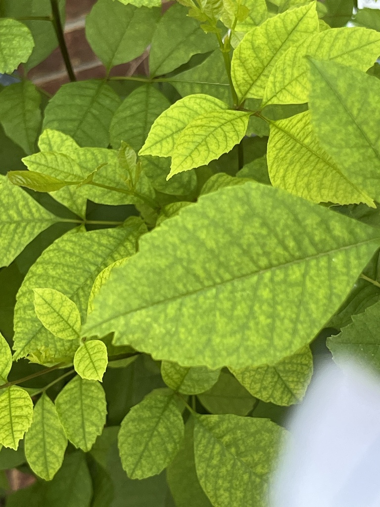 white ash from W Stonecrest Trail, Wylie, TX, US on August 31, 2023 at ...