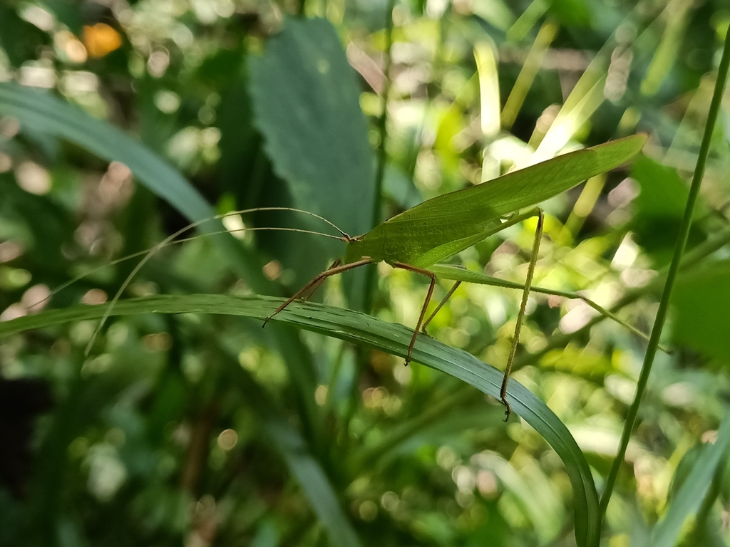 Pectinated Bushcrickets from 山东省威海市环翠区温泉镇张家山(公交站)威海市环翠区温泉镇张家山村村民委员会 on ...
