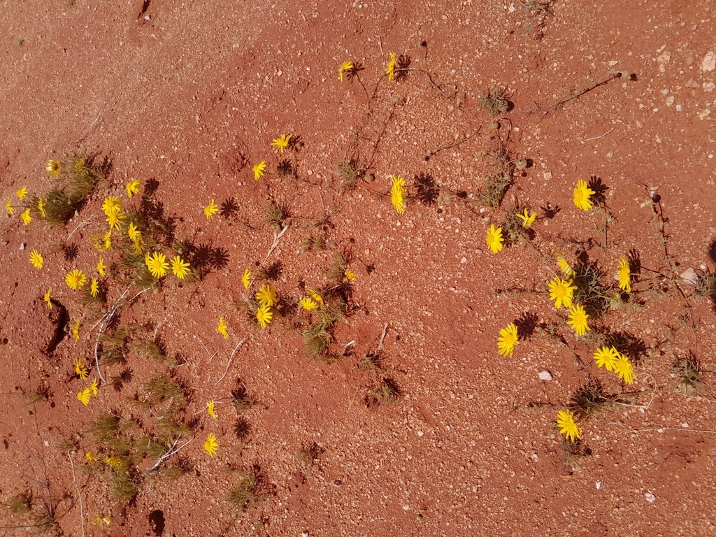 Flat African Daisy from Karas Region, Namibia on August 31, 2023 at 01: ...