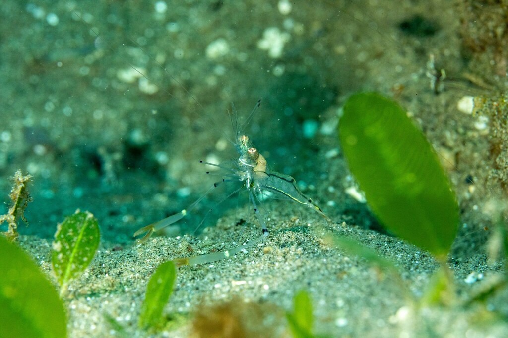 Glass shrimp from 菲律賓東內格羅省道因 on August 13, 2023 at 11:09 AM by 張智偉 ...