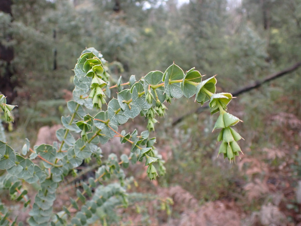 spiny bush-pea from Alpine- West, Victoria, Australia on August 19 ...