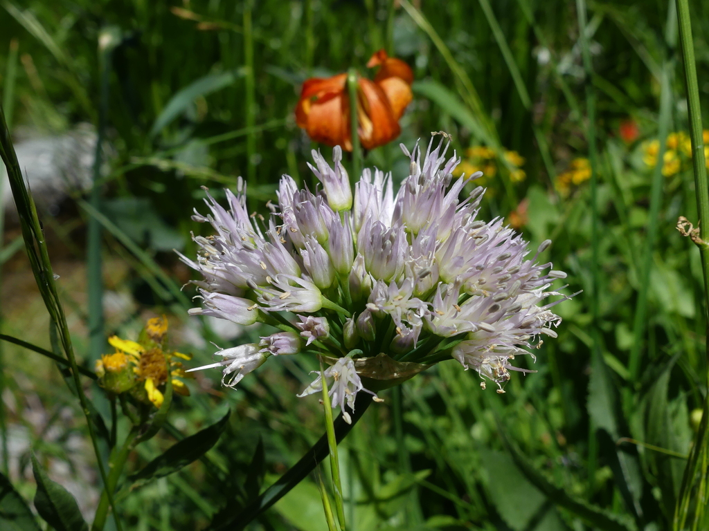 Swamp Onion from Trinity County, CA, USA on July 30, 2023 at 12:16 PM ...