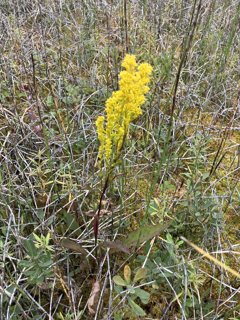 bog goldenrod from Whitestone, ON, CA on August 30, 2023 at 01:19 PM by ...