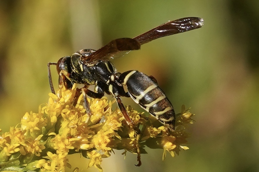 Dark Paper Wasp from Temagami, ON, CA on August 30, 2023 at 04:44 PM by ...