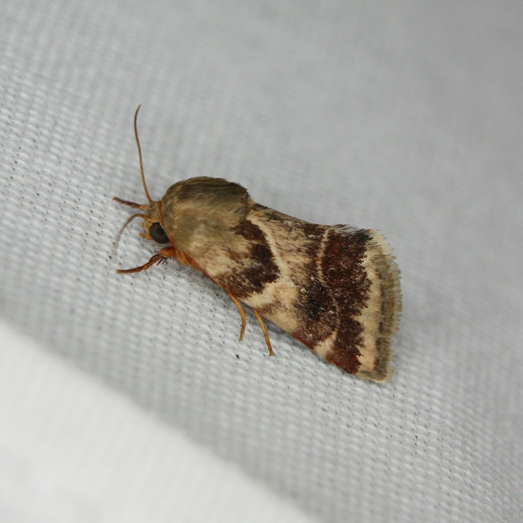 Lynx Flower Moth from Oliver's Woods moth location on August 29, 2023 ...