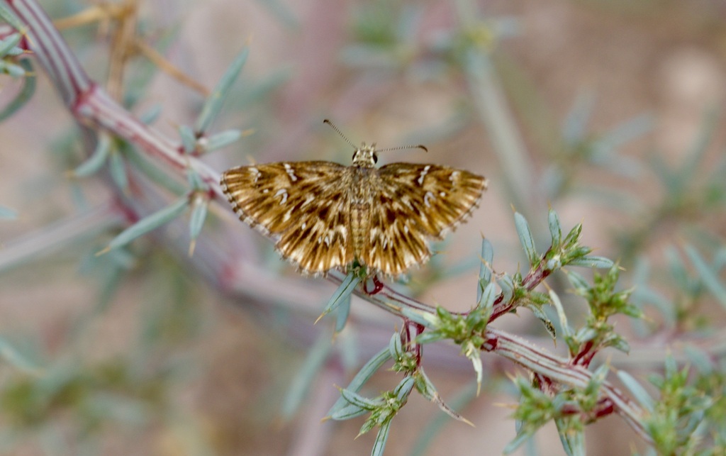 Common Streaky-Skipper from Guadalupe Canyon, Arizona 85607 on August ...
