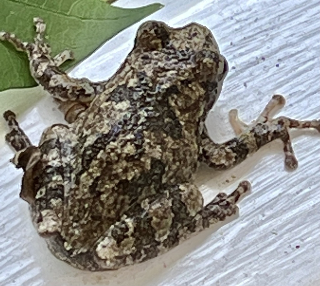 Cope's Gray Treefrog from SH-36, Milano, TX, US on August 31, 2023 at 08:46 AM by birdladymilam ...