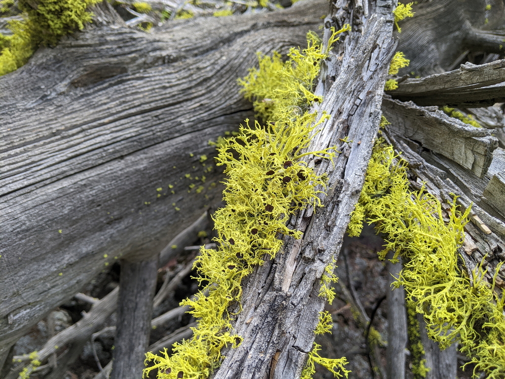 Brown-eyed Wolf Lichen from Owyhee County, ID, USA on June 23, 2023 at ...
