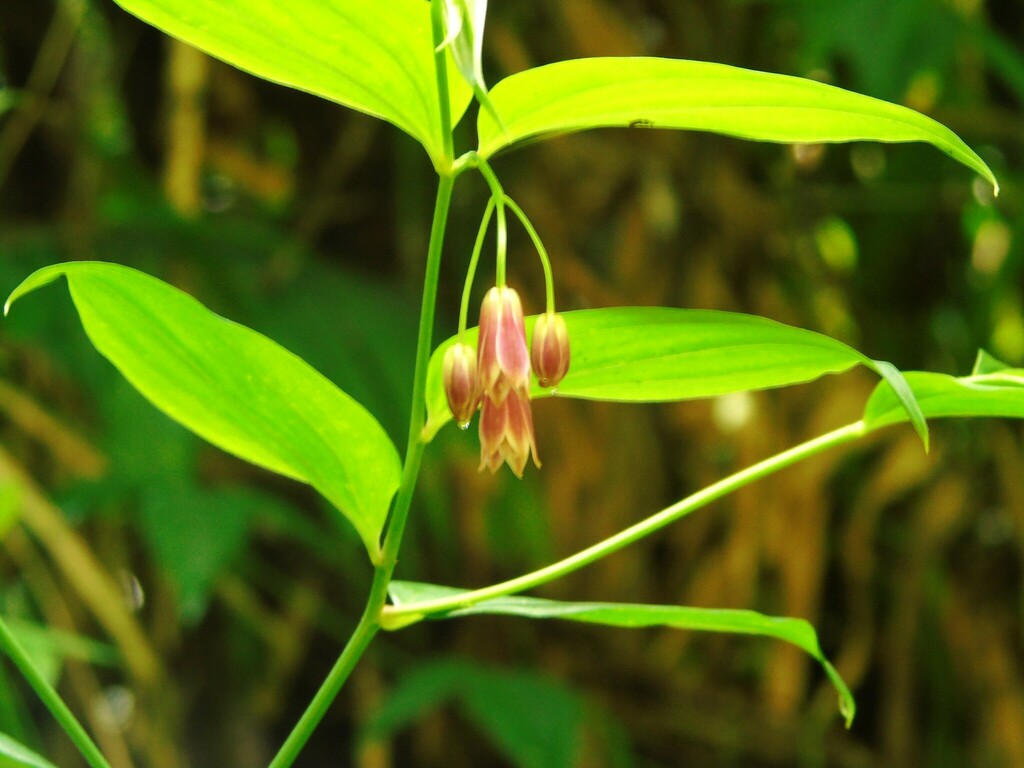 Chinese fairy bells in November 2022 by Hani Ristiawan · iNaturalist