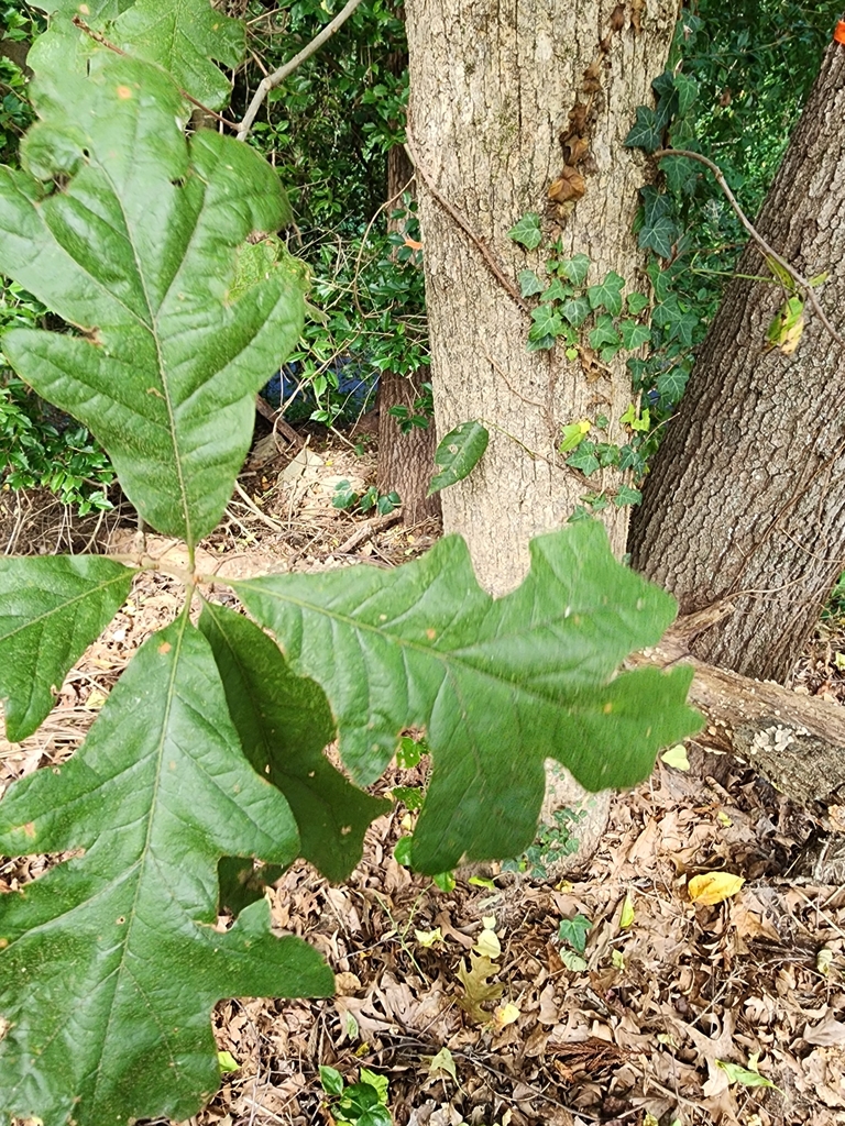 post oak from Annapolis, MD, USA on August 31, 2023 at 10:17 AM by Bill ...