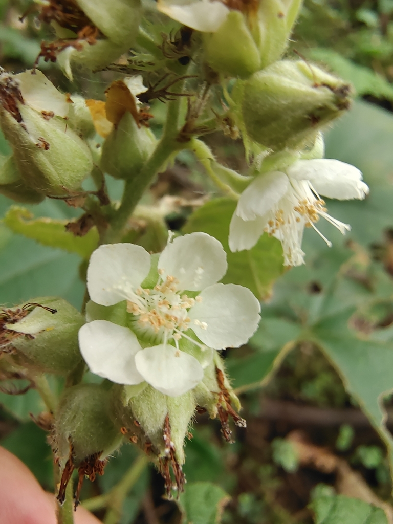 Giant bramble from Yichun, CN-JX, CN on August 31, 2023 at 03:44 PM by ...