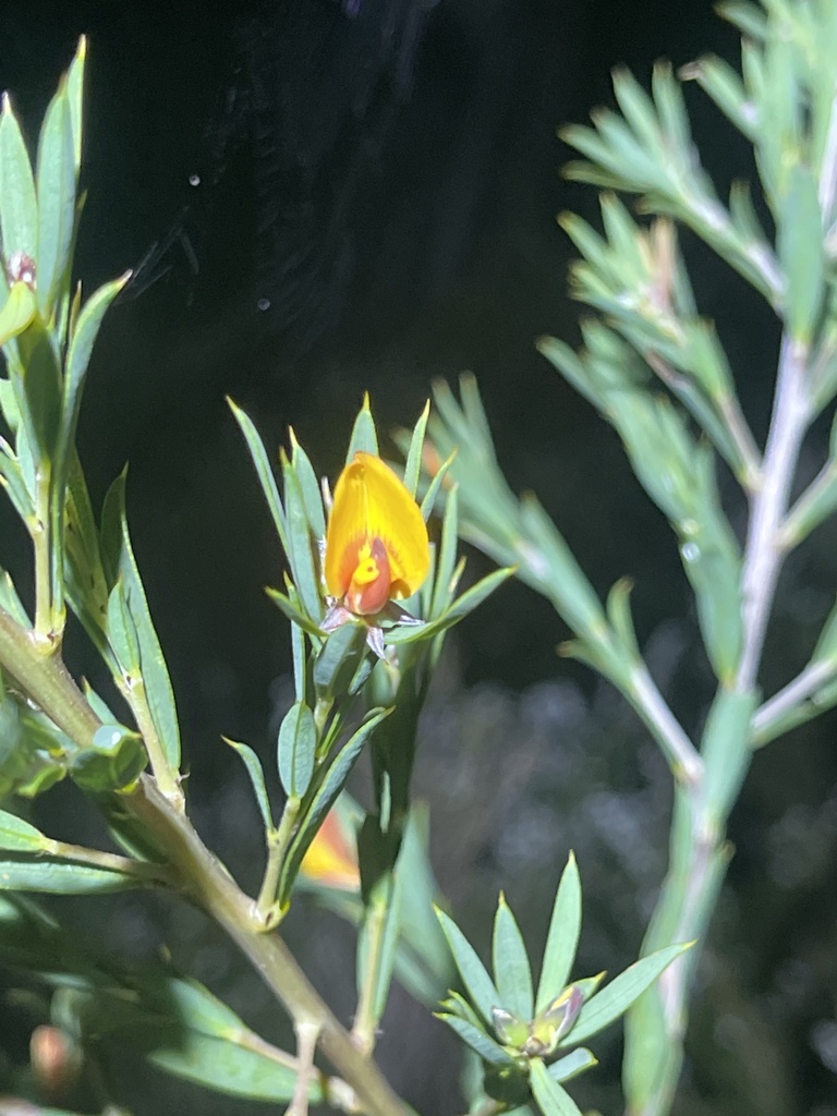 (Eutaxia epacridoides) - Botanical Realm