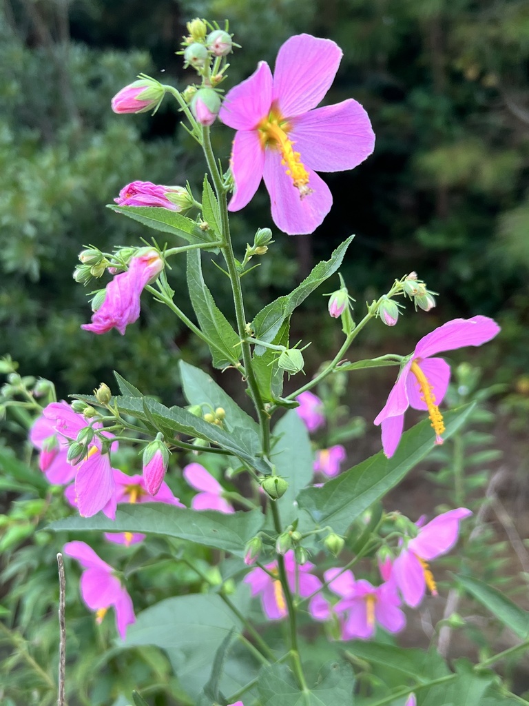 Saltmarsh mallow from Woodville Park Rd, Hayes, VA, US on August 28 ...