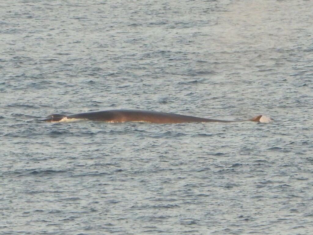 Fin Whale in August 2023 by Judy Alessi. Not sure if better ID is ...