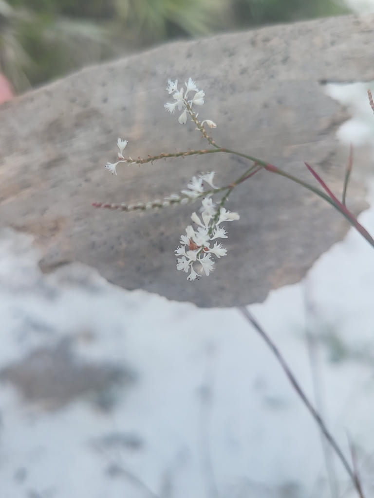 Sandhill wireweed in August 2023 by Beach2022 · iNaturalist