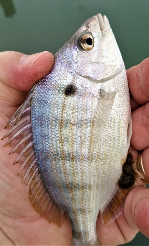 Pinfish in August 2023 by John Aufderheide · iNaturalist