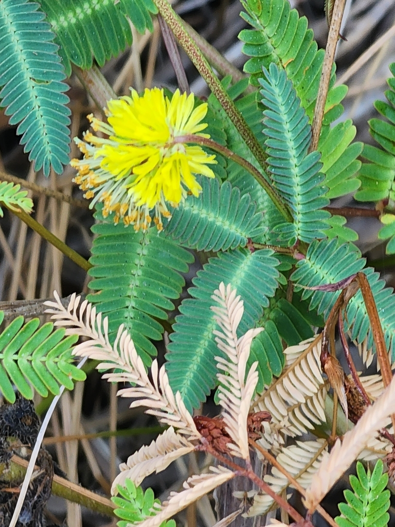 Tropical puff from Dr. Billy Seely Nature Loop Deer Park, TX, USA on ...