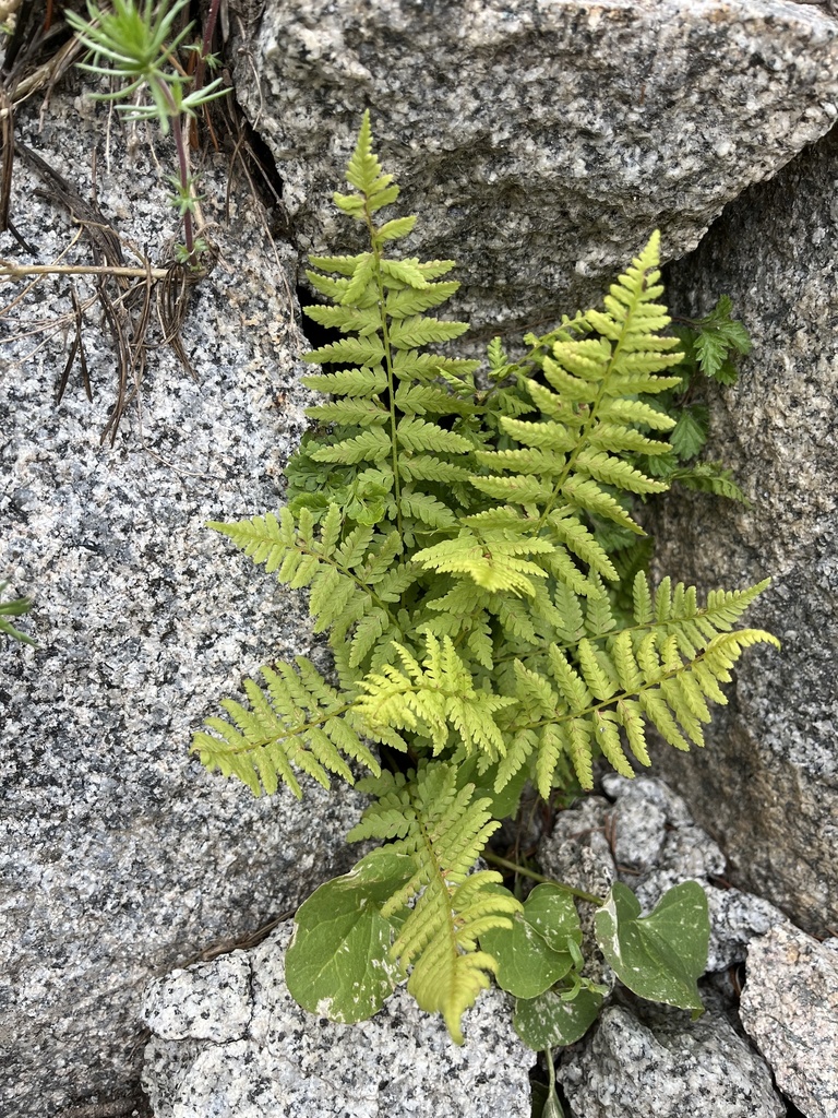 cliff ferns from John Muir Wilderness, Mammoth Lakes, CA, US on August ...