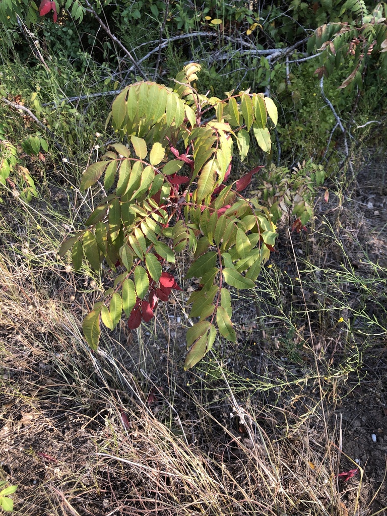 smooth sumac from Frisco Commons Park, Frisco, TX, US on August 31 ...