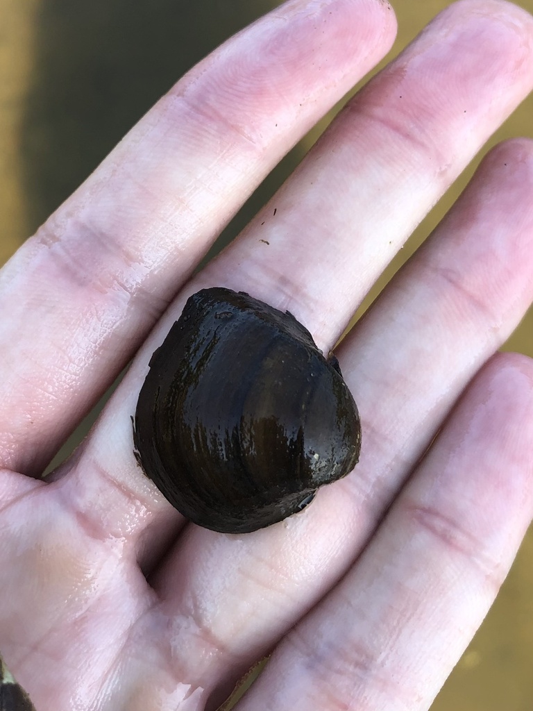 Wabash Pigtoe from Saint Croix River, Stillwater, MN, US on August 30 ...