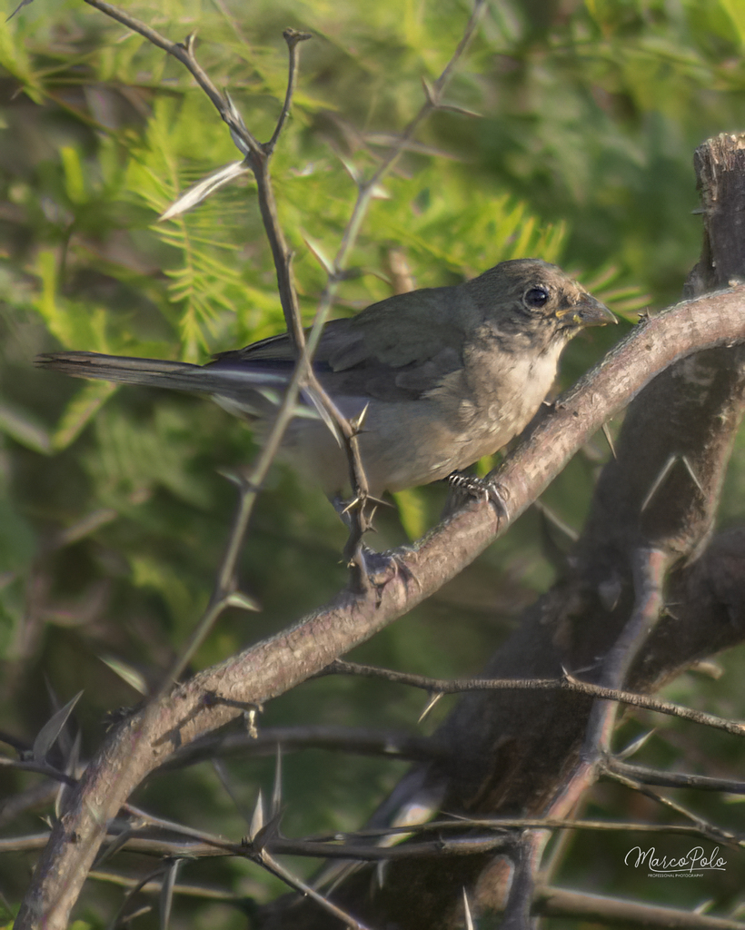 Eastern Painted Bunting from Fracc Musalá Isla Bonita, Raquet Club ...