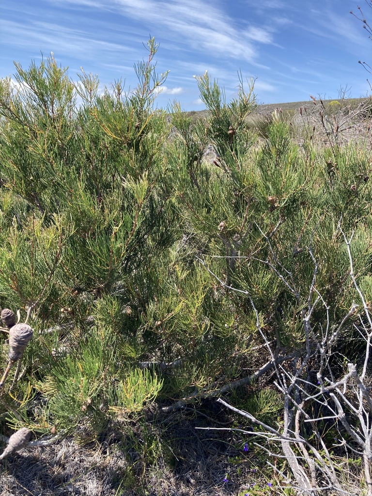 Pincushion trees from Overberg District Municipality, South Africa on ...