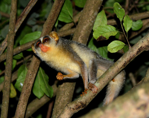 Slender Lorises (Genus Loris) · iNaturalist