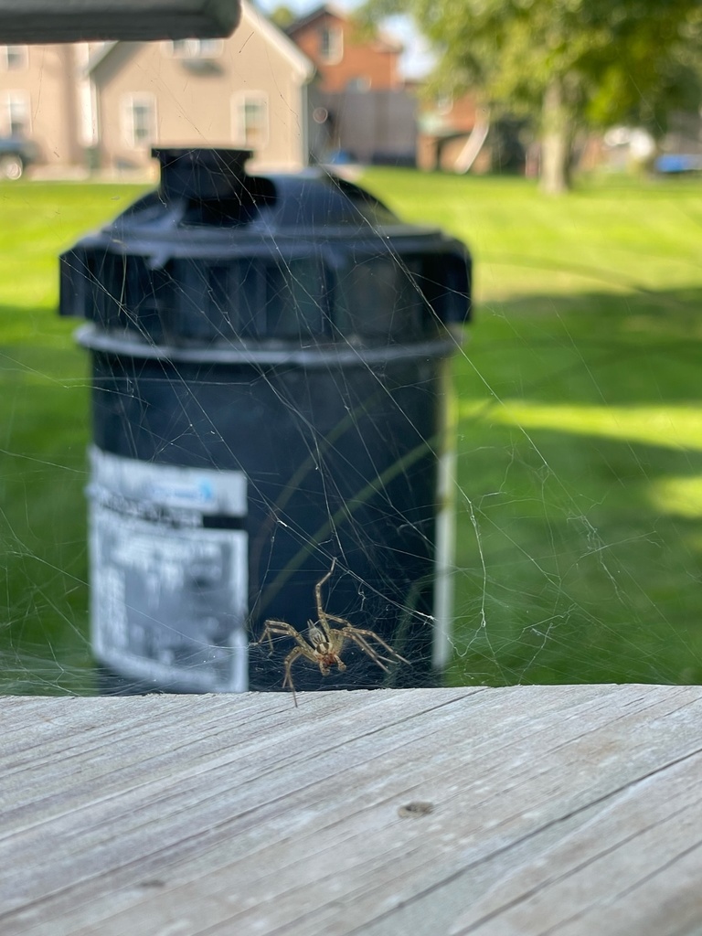 Grass Spiders from Marlboro Ave NE, Alliance, OH, US on August 29, 2023 ...
