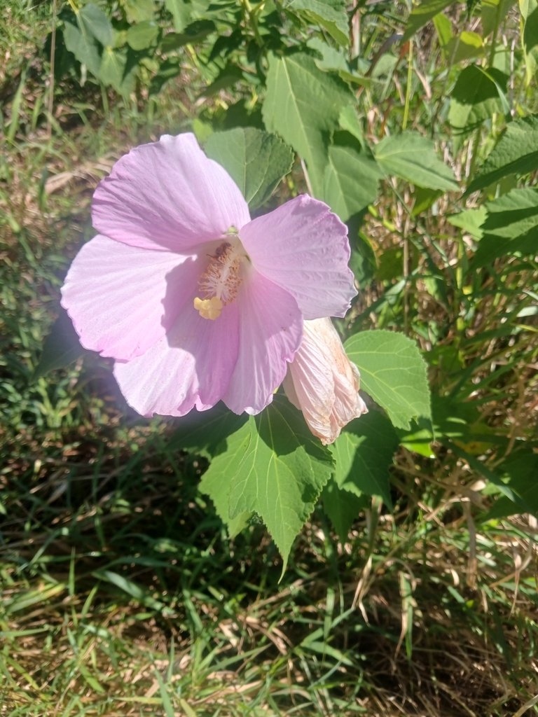 swamp rose mallow from Frenchtown Charter Twp, MI, USA on August 31 ...