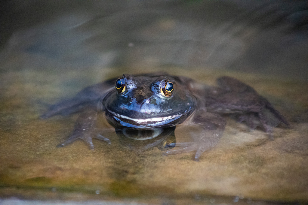 American Bullfrog from Madison County, US-AL, US on August 30, 2023 by ...
