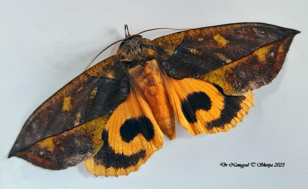 Eudocima sikhimensis from Upper Sichey, Gangtok, Sikkim, India on July ...