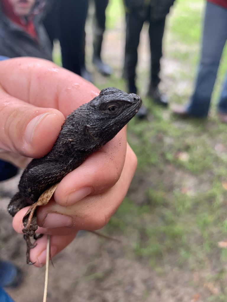 Western Fence Lizard from Santa Barbara County, US-CA, US on February ...