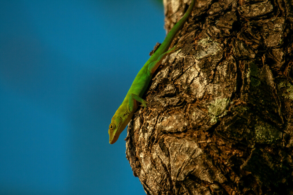 Anolis marmoratus inornatus from Anse-Bertrand, Guadeloupe on February ...