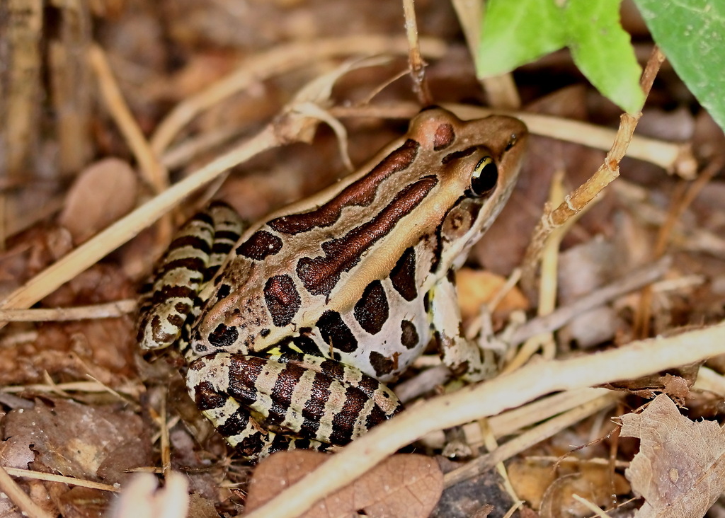 Pickerel Frog from Lake Hawkins, Texas 75765 on August 30, 2023 at 09: ...