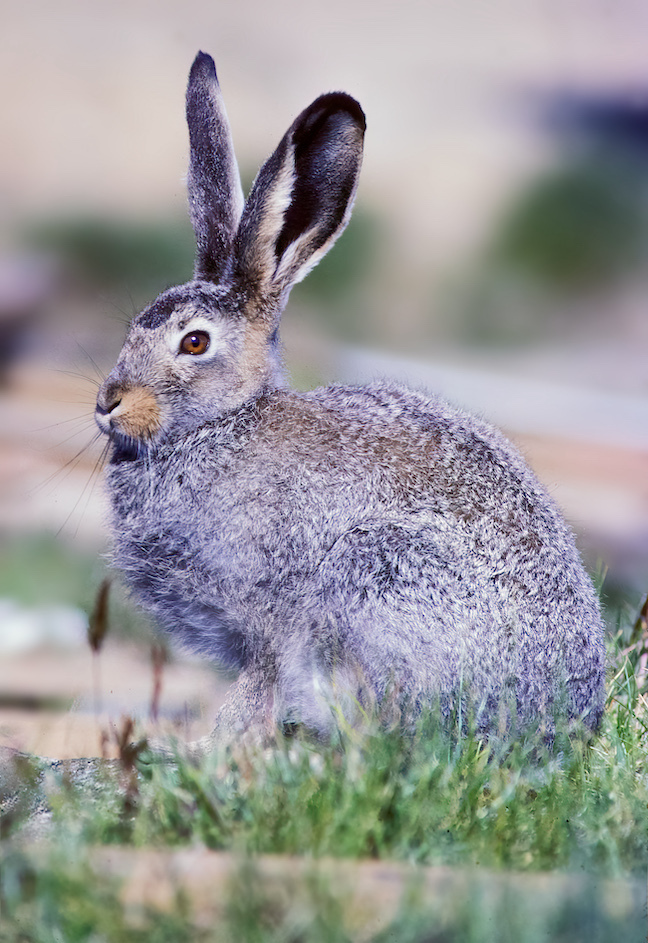 White-tailed Jackrabbit from Mono County, CA, USA on June 26, 1985 at ...