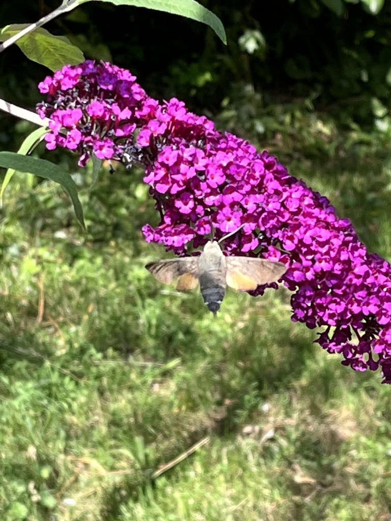 Eurasian Hummingbird Hawkmoth in July 2023 by Mireille JACQUES ...