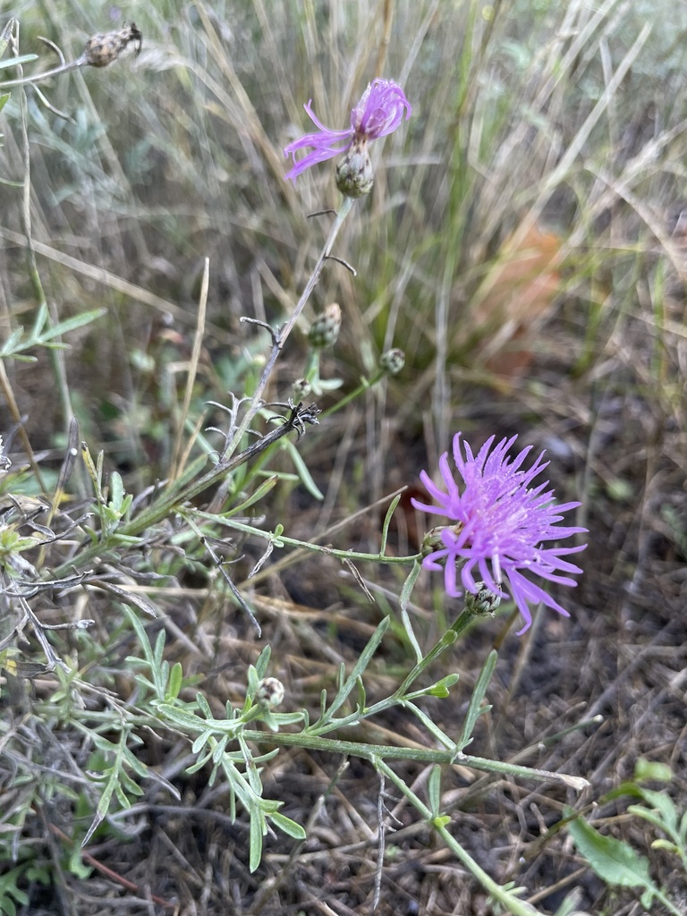spotted knapweed from Cedar, MI, US on August 31, 2023 at 09:19 AM by ...