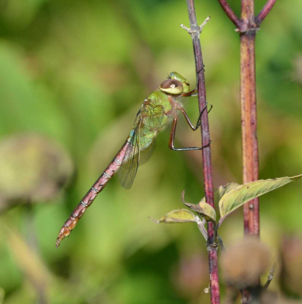 Common Green Darner from Regional Municipality of Niagara, ON, Canada ...