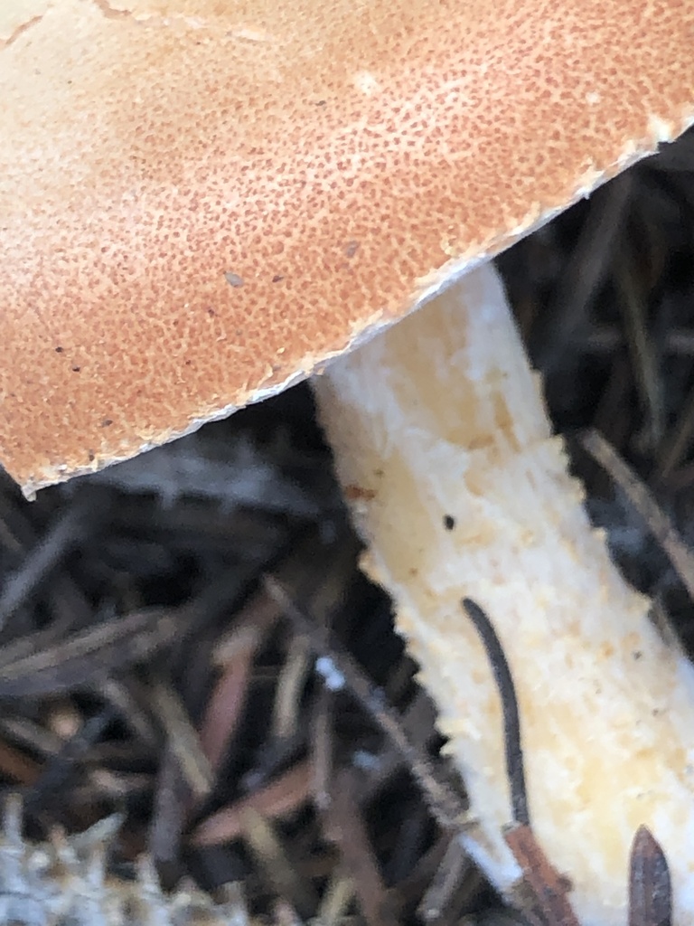 cinnabar powdercap from Apache County, US-AZ, US on August 30, 2023 at ...